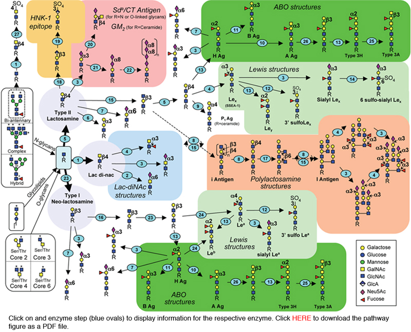 LLO Pathway Figure